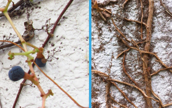 Klimop verwijderen van je gevel? Bekijk hier hoe het kan en wat het kost!